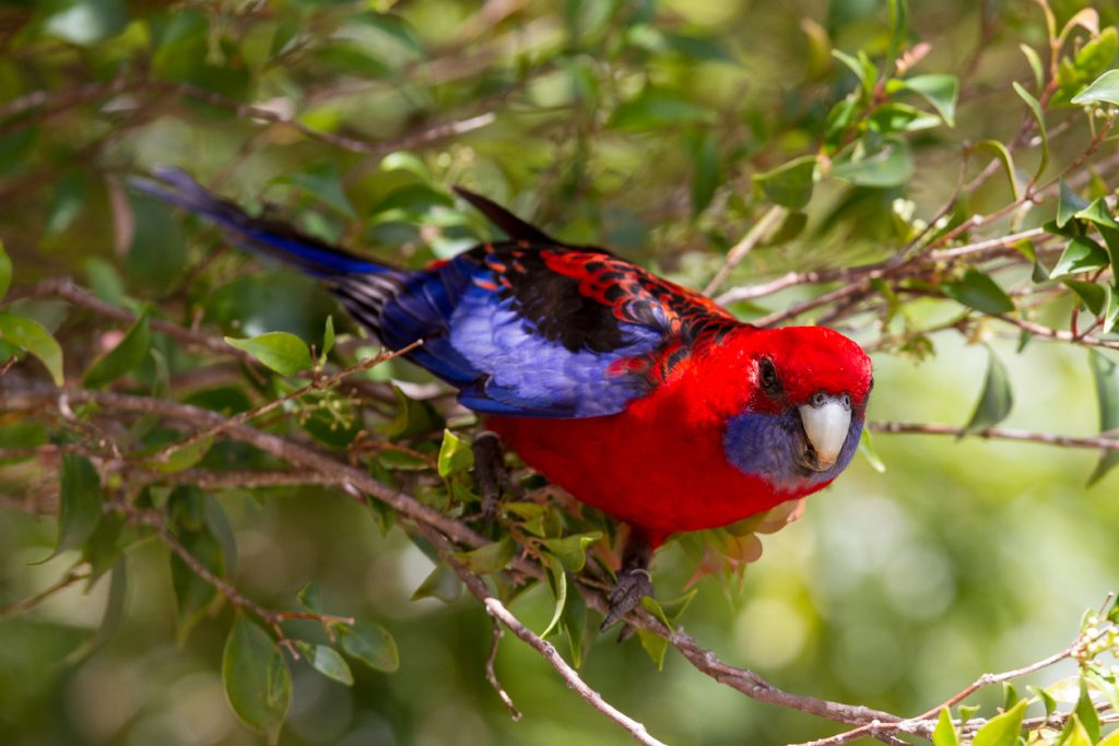 How to attract native birds | Newcastle Weekly