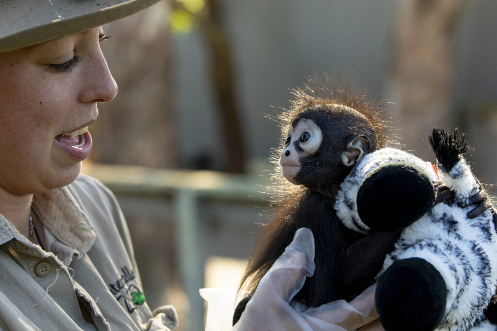 Abandoned monkey stealing hearts | Newcastle Weekly