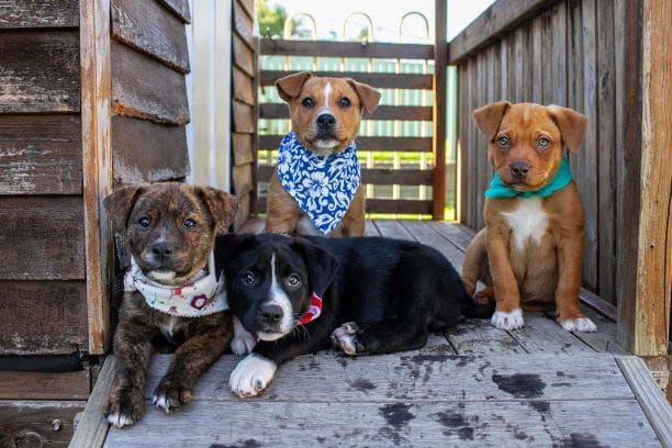 Helping to rehome animals one photo at a time | Newcastle Weekly