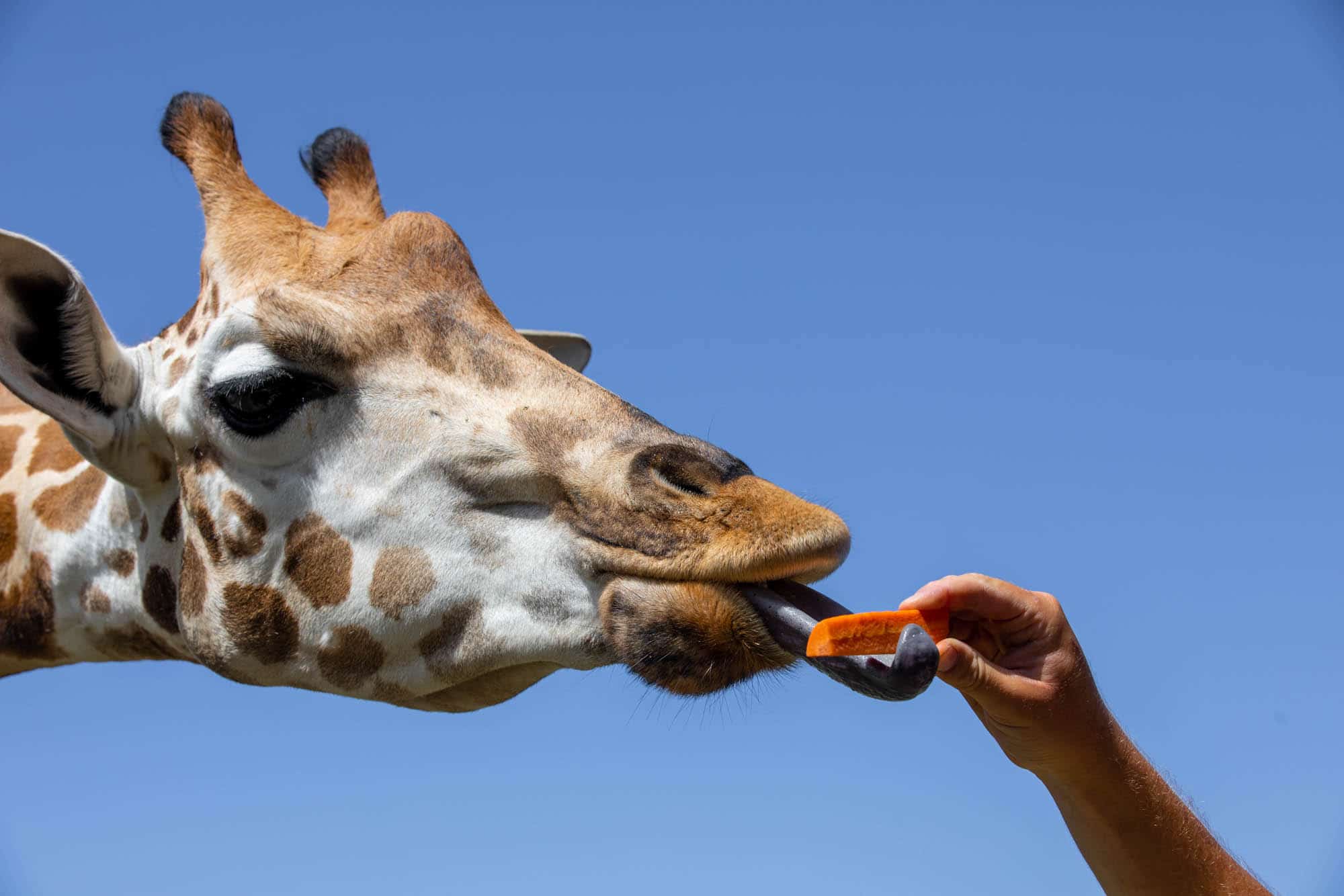 Sophie the Giraffe: My Favourite Things | Newcastle Weekly