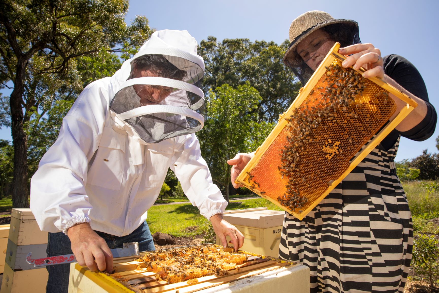 Newcastle beekeepers distraught as varroa mite destroys dreams ...