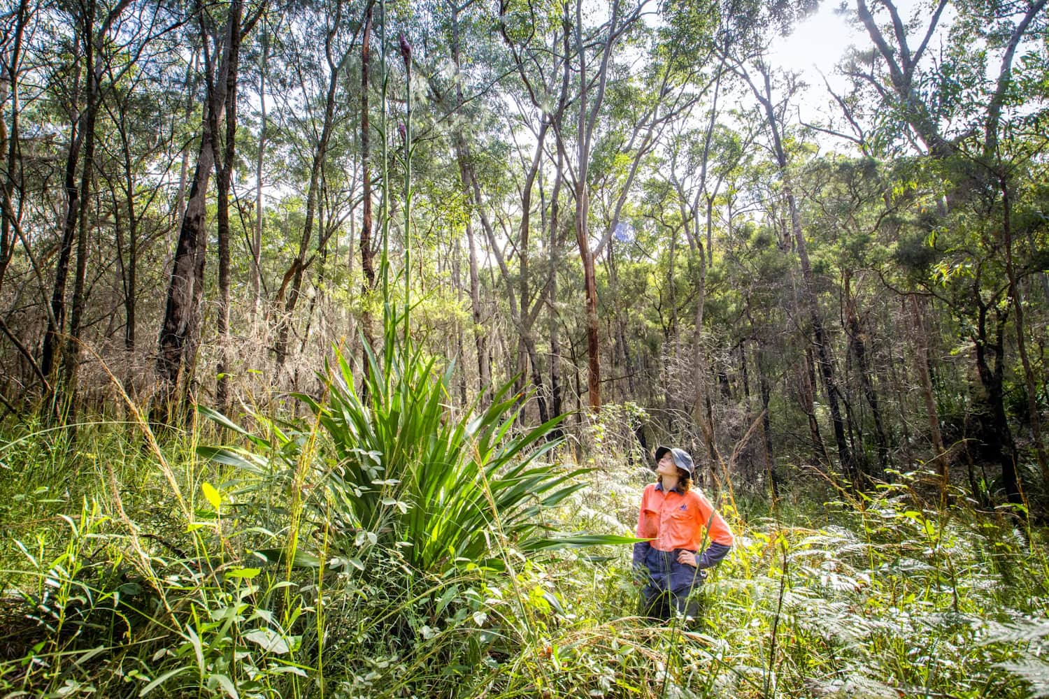Lake Macquarie bushland recovers after 2020 'Black Summer' | NW