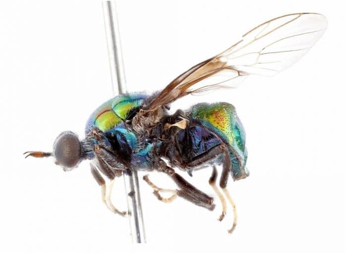 'Drag queen' fly among newly named species | Newcastle Weekly