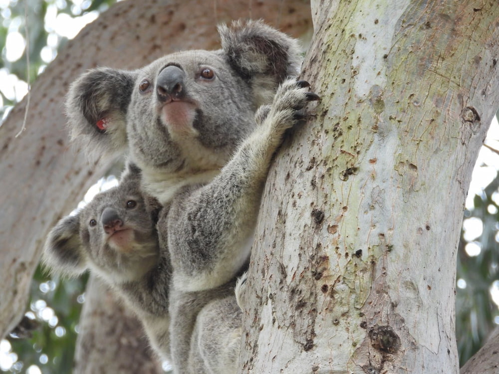 Koala joey and mum reunited in NSW north | Newcastle Weekly
