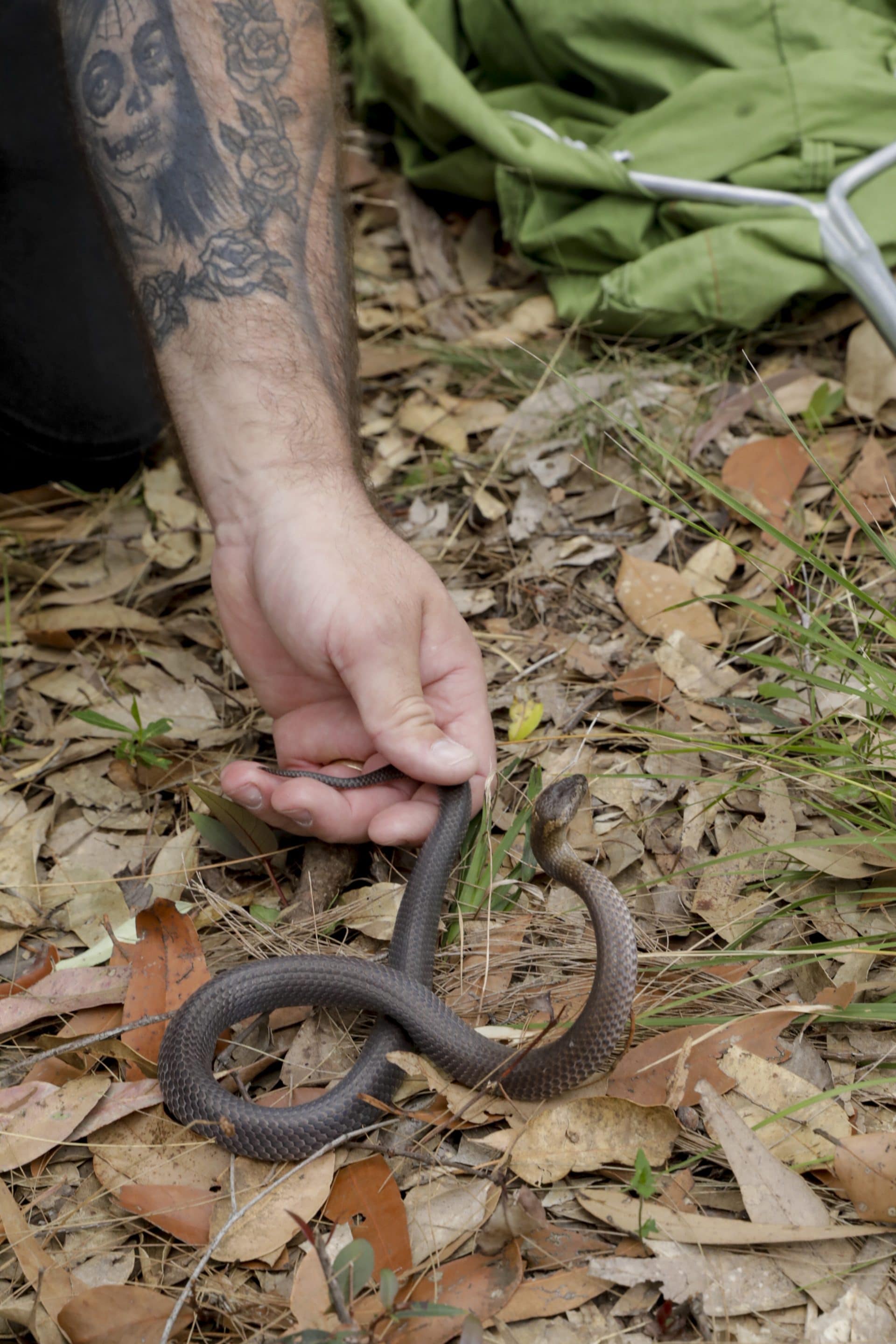Snake season: It'sssssss not all bad, say scientists | Newcastle Weekly
