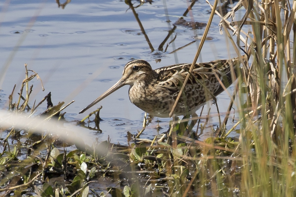 Latham’s Snipe recorded in big numbers across the Hunter Estuary ...