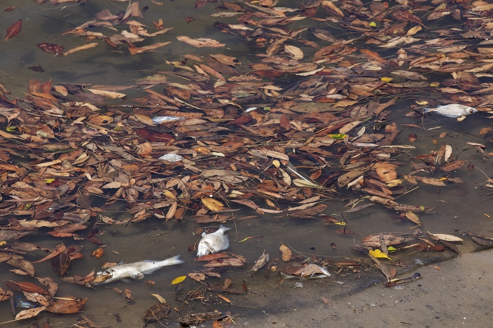 GALLERY: Fish-kill at Throsby Creek shocks residents | Newcastle Weekly