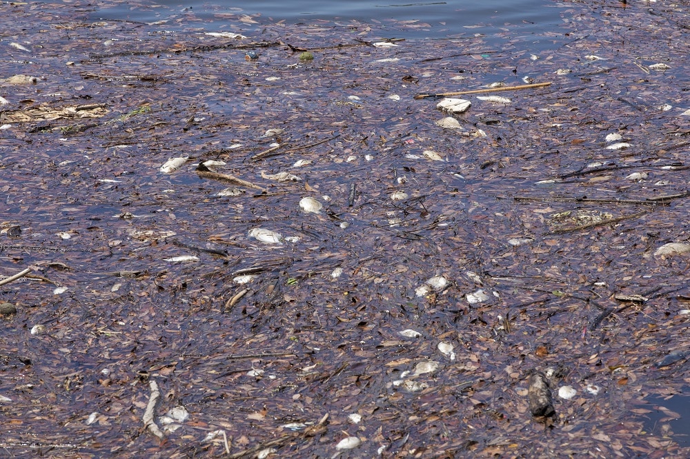 GALLERY: Fish-kill at Throsby Creek shocks residents | Newcastle Weekly