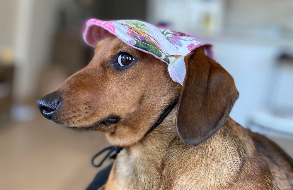 Pets of the month | Newcastle Weekly