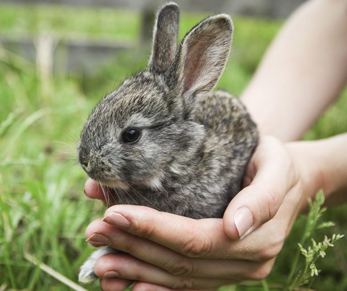 Hop into bunny love | Newcastle Weekly