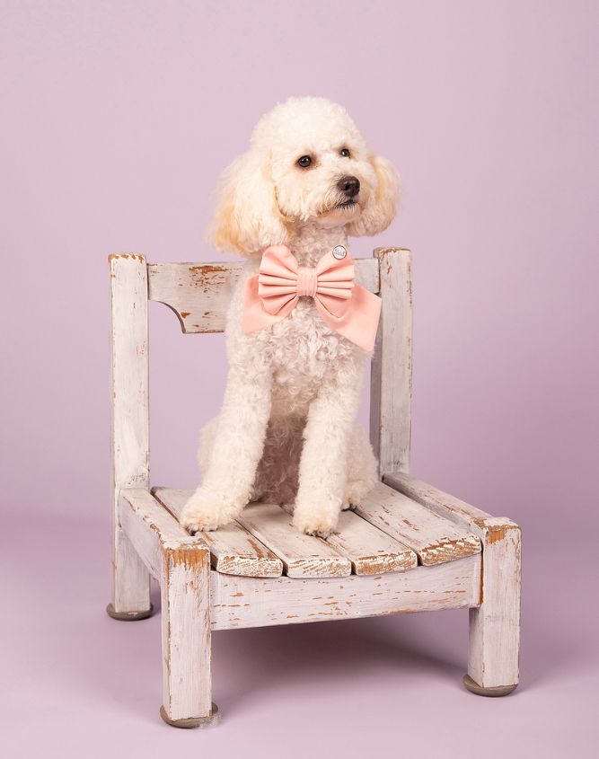 What are Australia's most popular dog breeds? | Newcastle Weekly