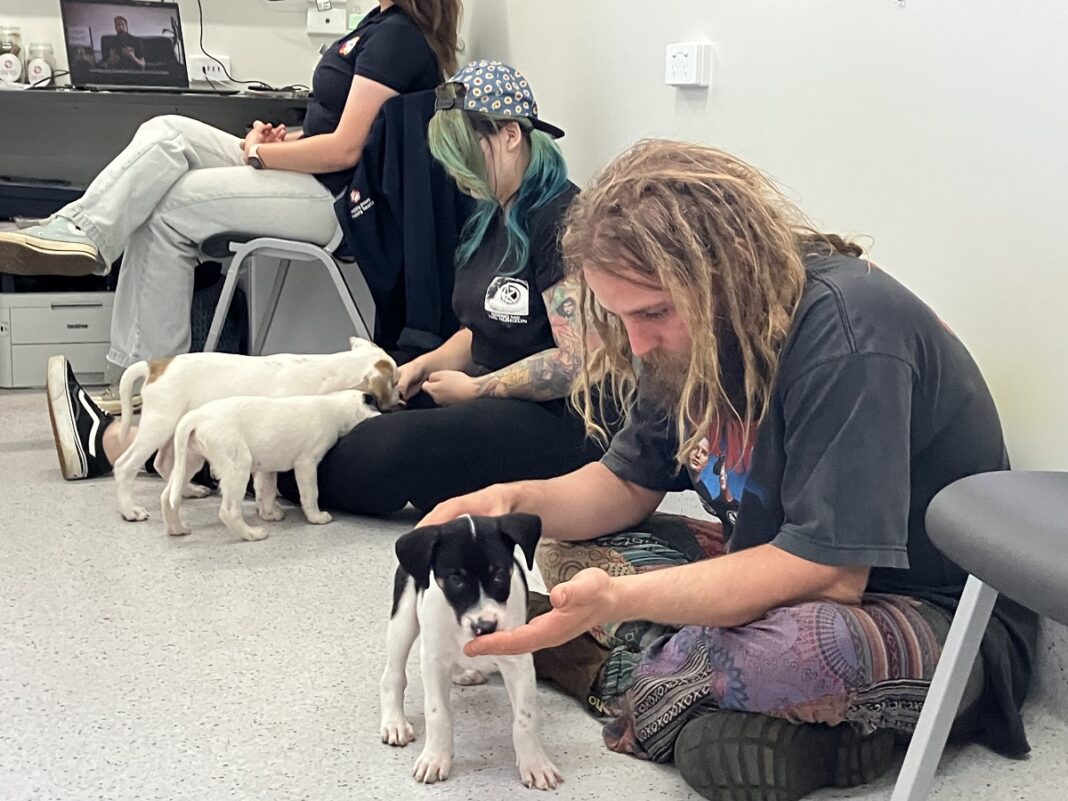GALLERY: Puppy power drives Happy Paws Happy Hearts program | Newcastle ...