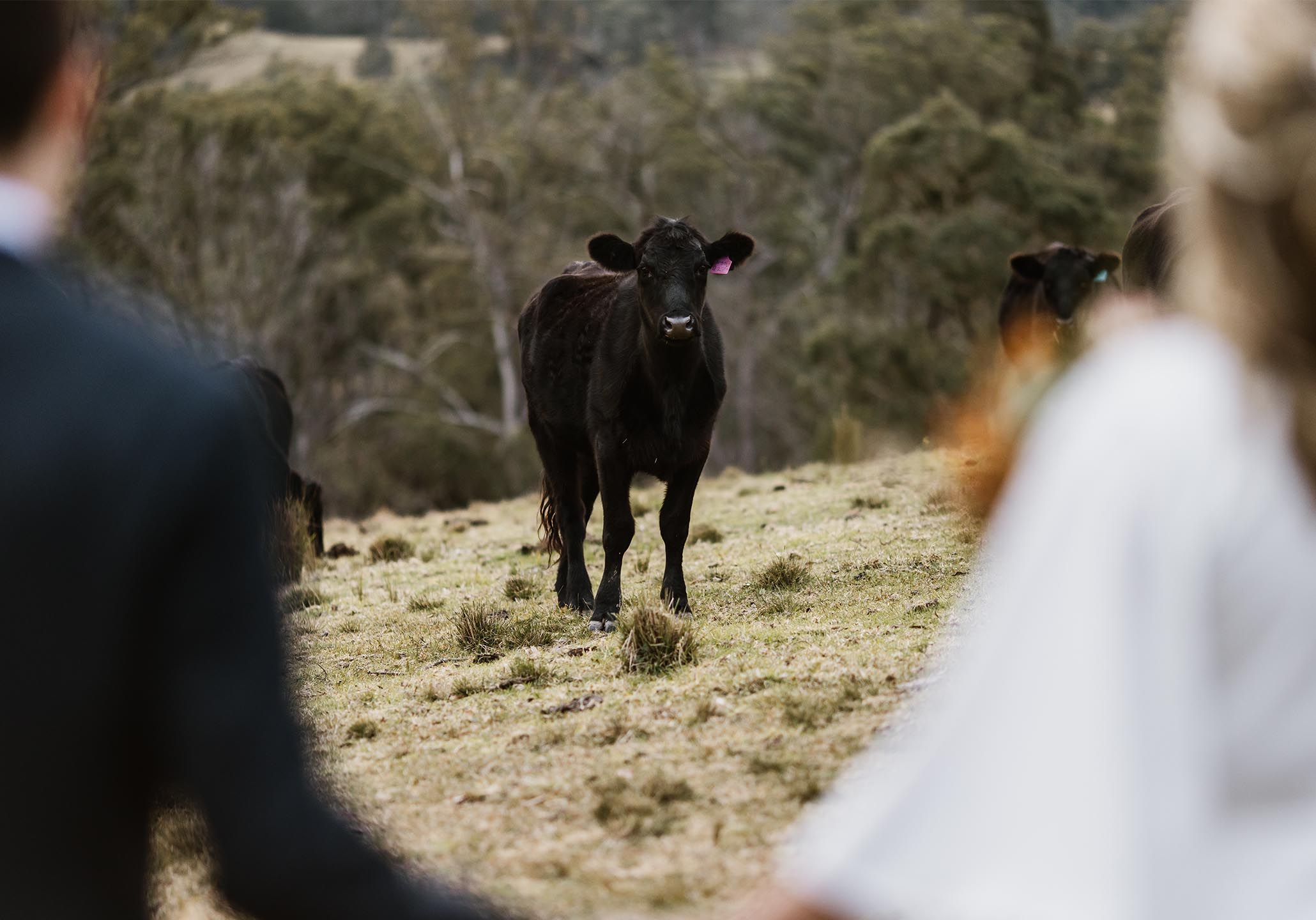 Goosewing Cottage | Newcastle Weekly