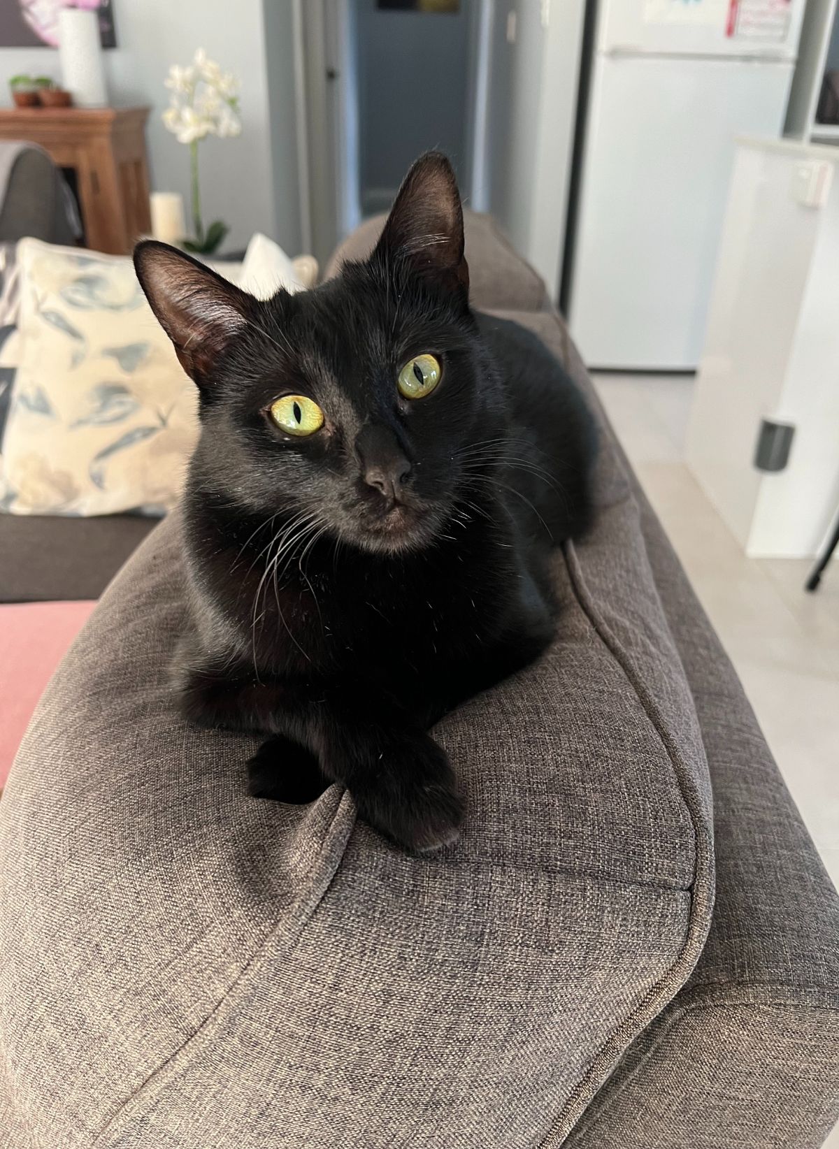 Pets of the month | Newcastle Weekly