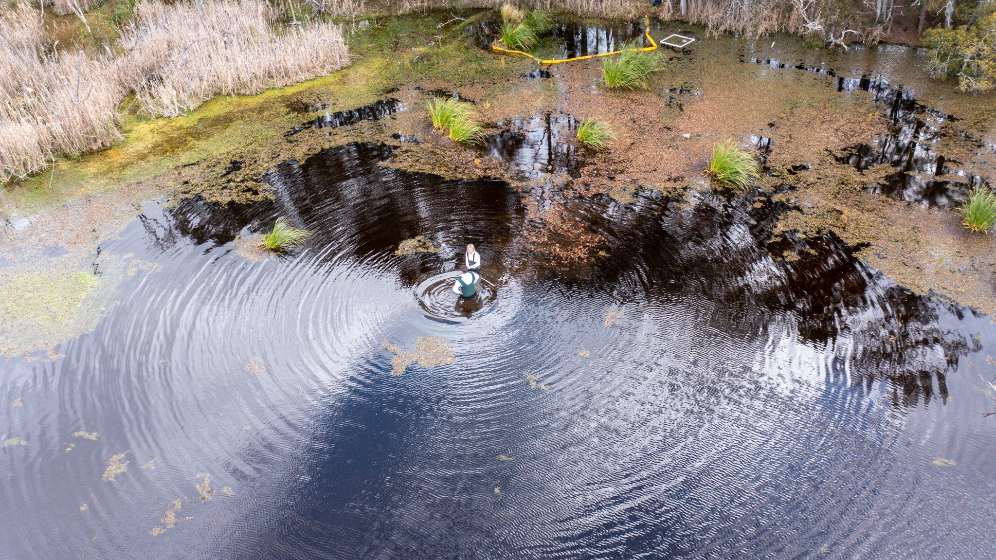 Weevils lead biological battle at Muddy Lake | Newcastle Weekly