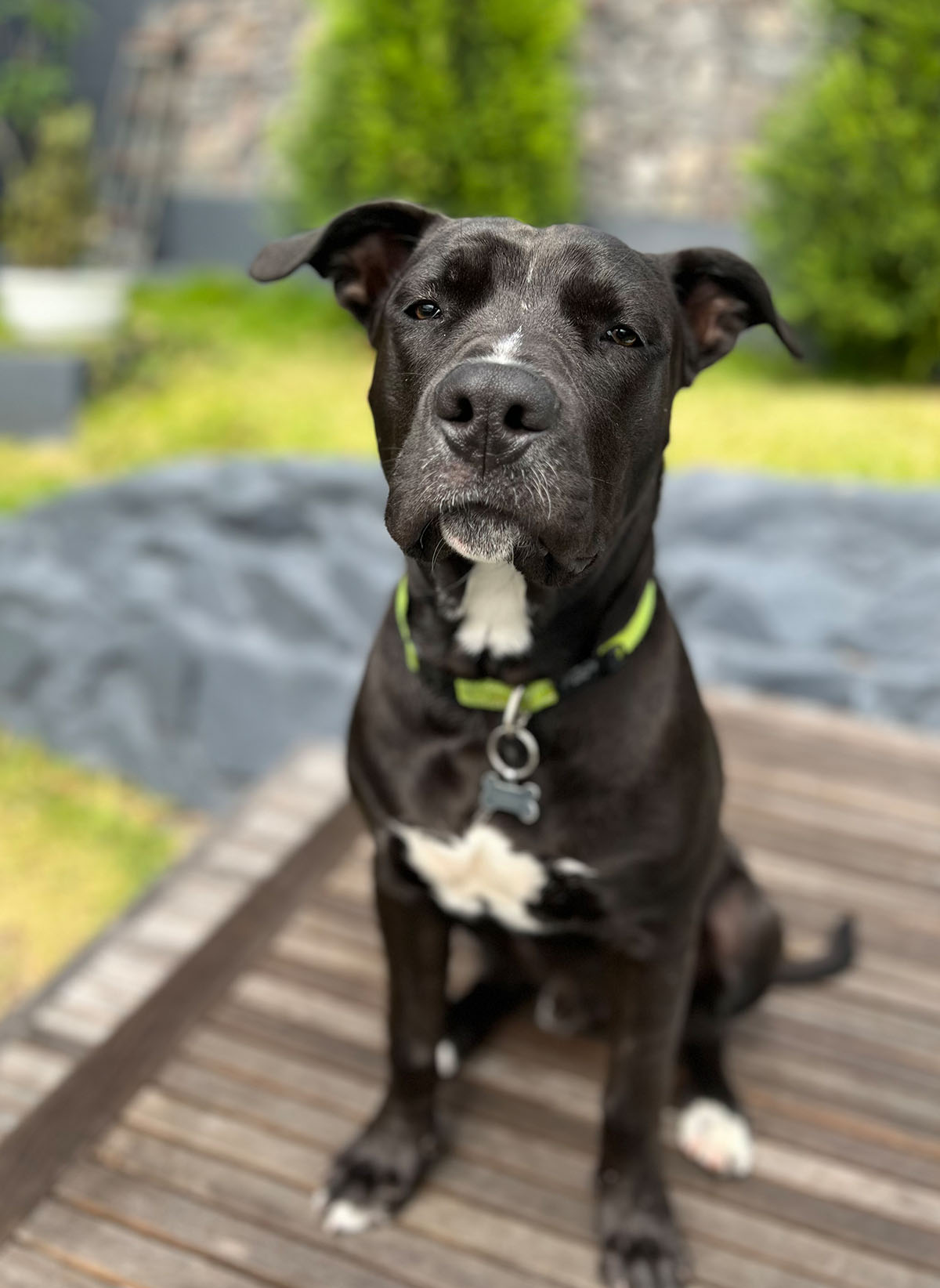 Pets of the month | Newcastle Weekly