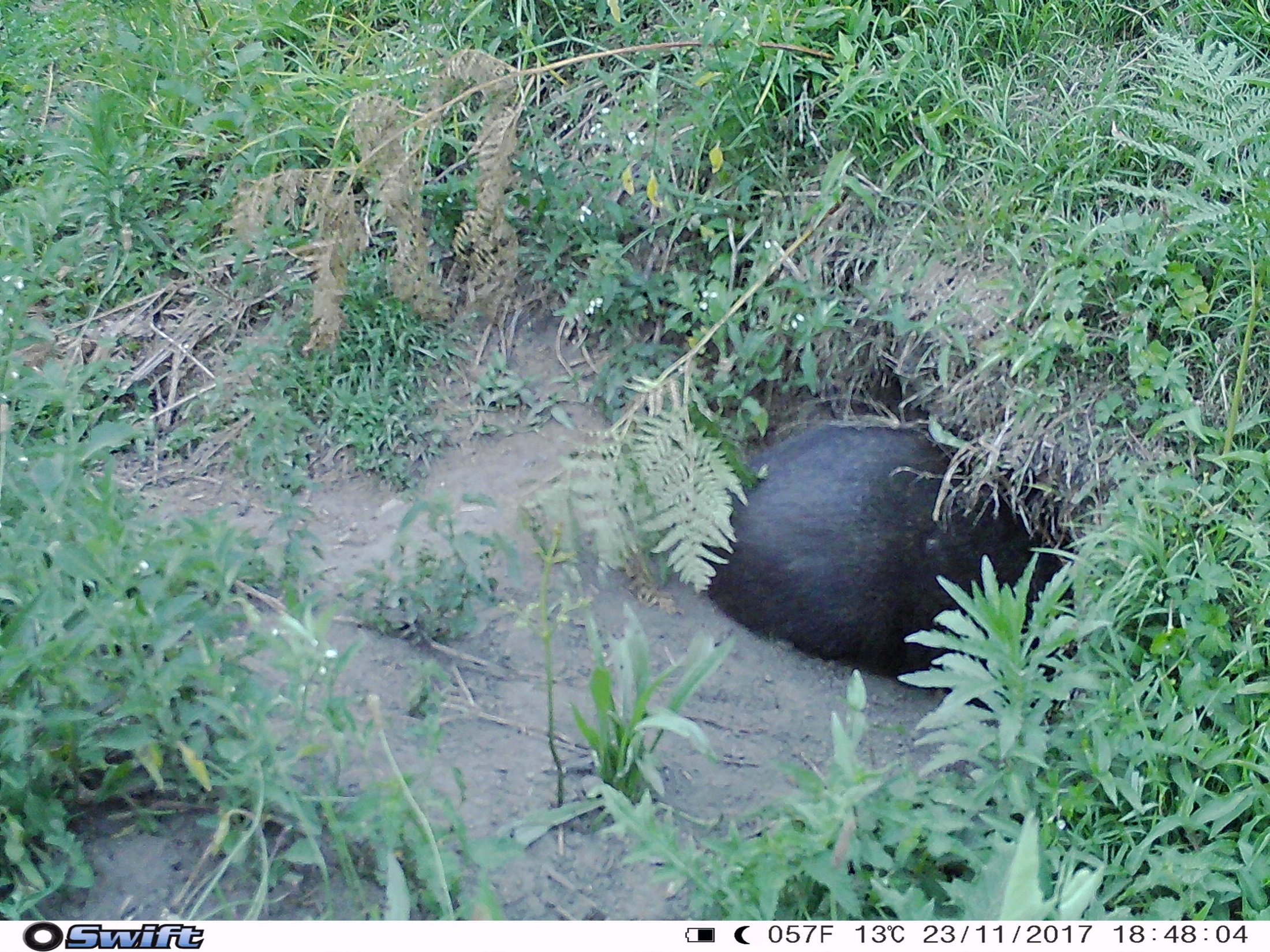 GALLERY: 'Friendly' wombat outfoxed by unlikely visitor near Cessnock ...