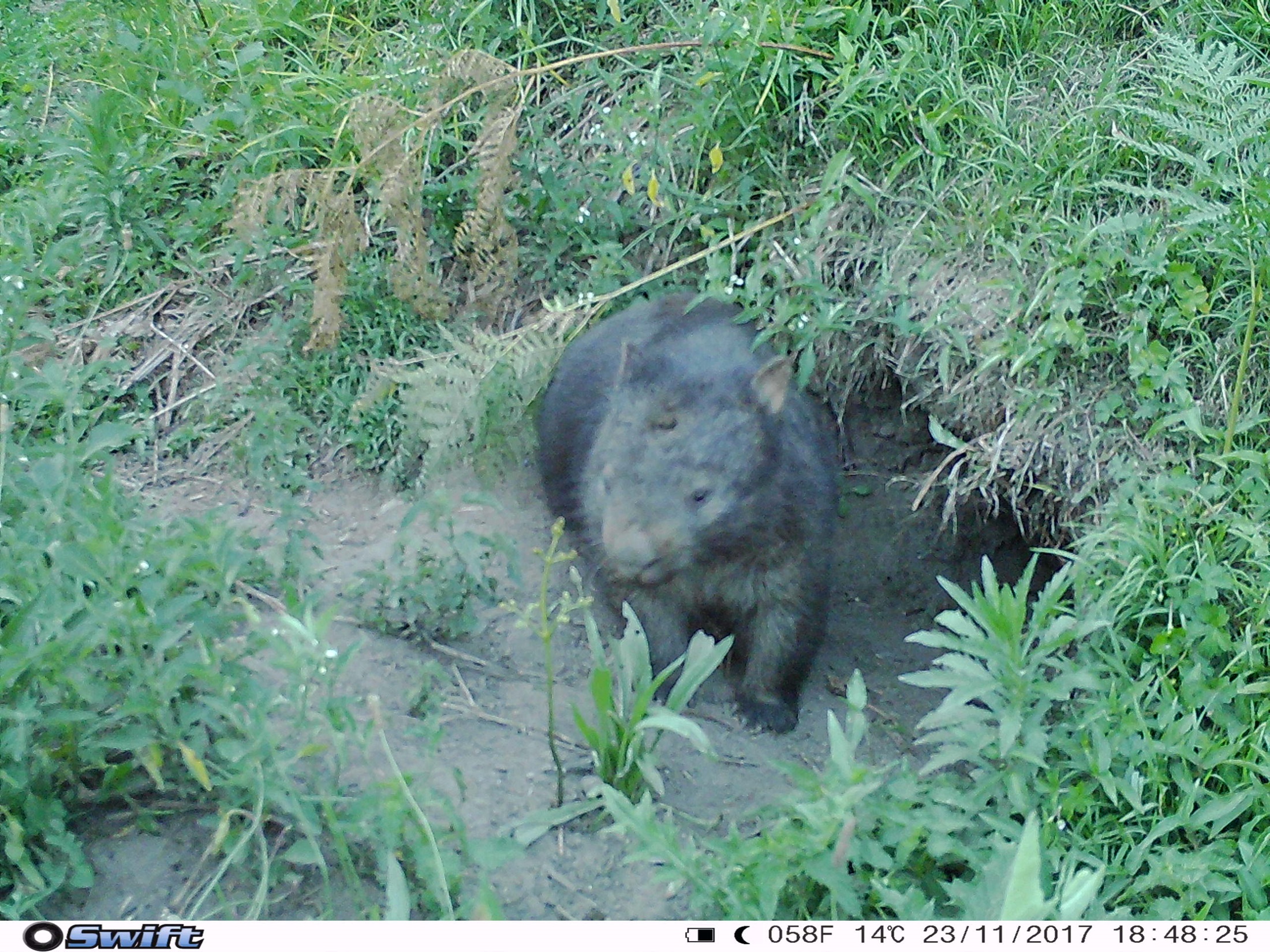 GALLERY: 'Friendly' wombat outfoxed by unlikely visitor near Cessnock ...