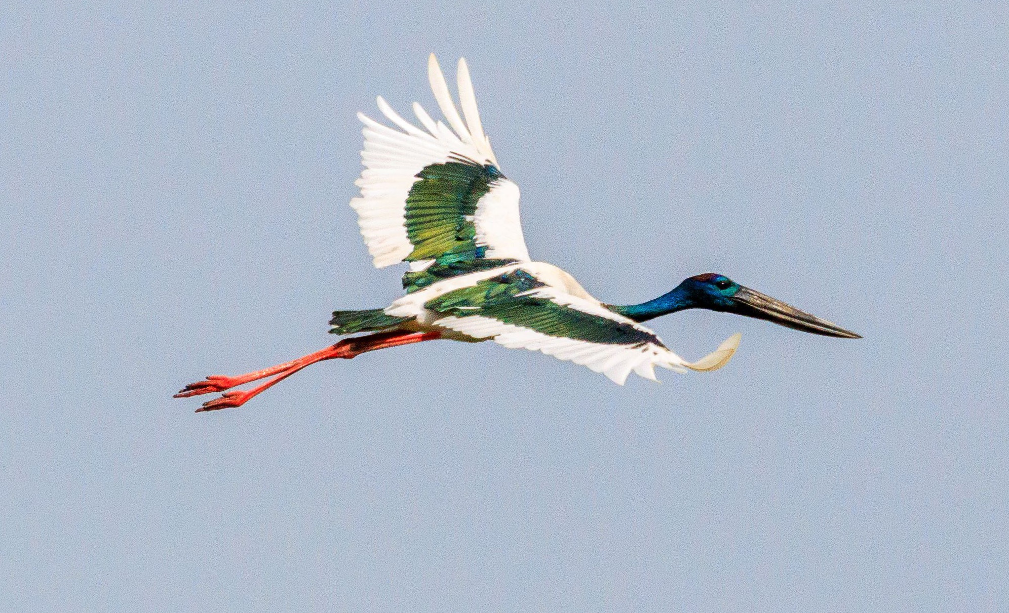 Project helps endangered Black-necked stork in Hexham Swamp | Newcastle ...
