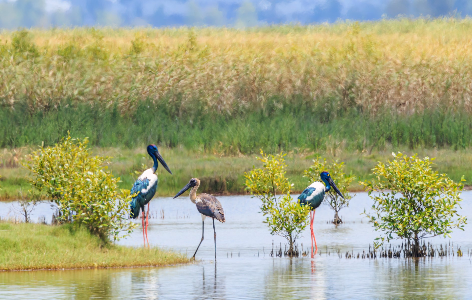 'Artificial' nest installed to help endangered black-necked stork ...