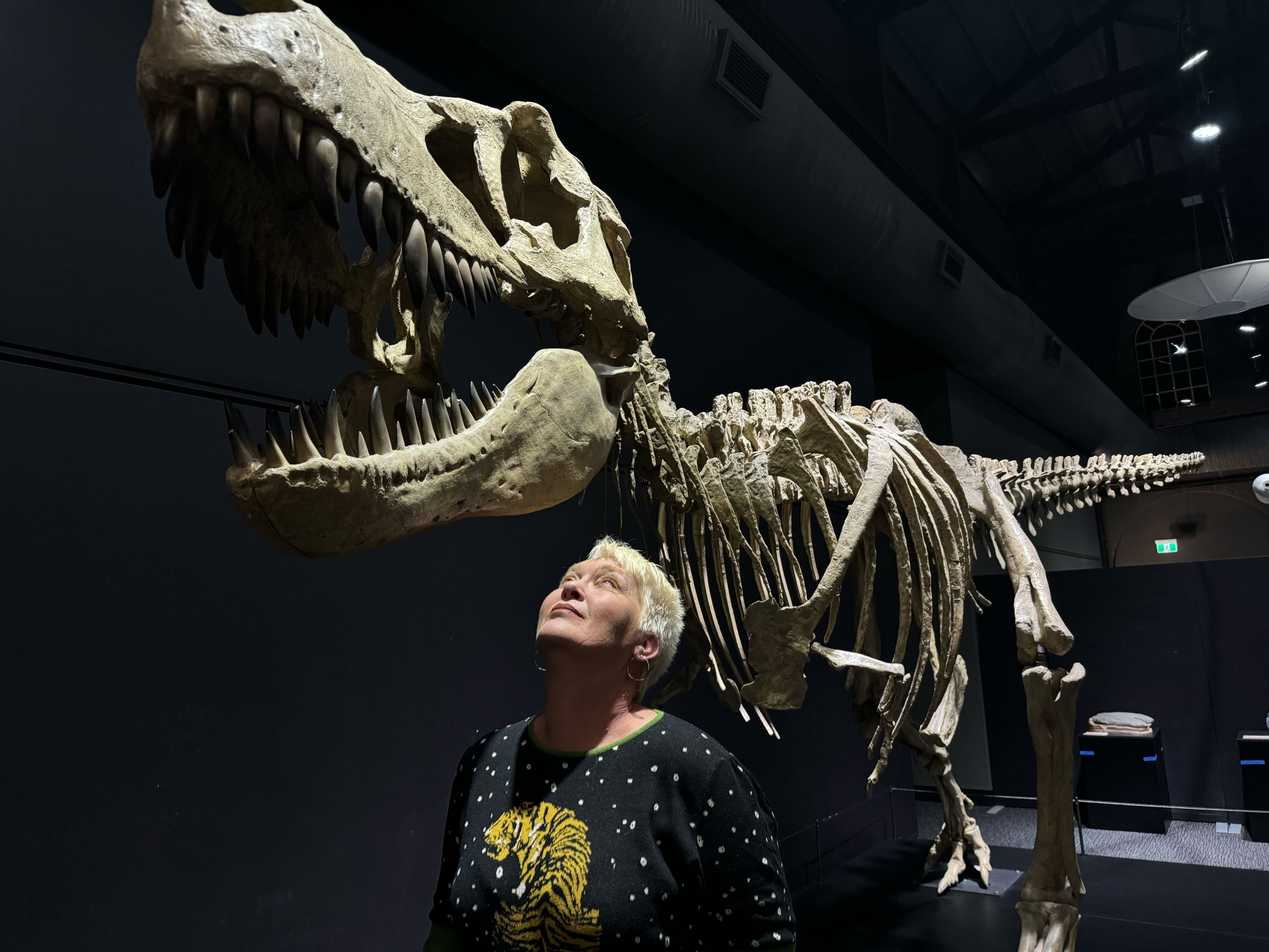 Newcastle Museum looking forward to a prehistoric summer | Newcastle Weekly