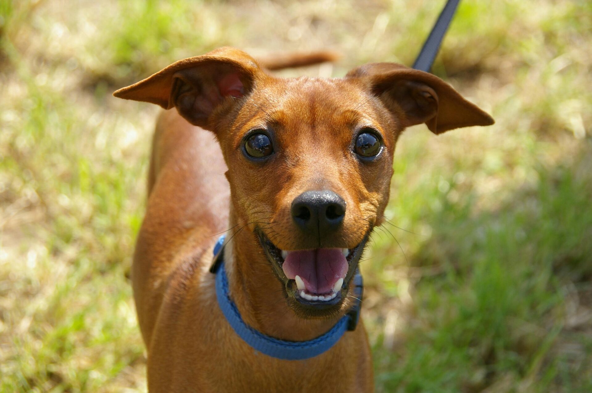 Port Stephens opens paw-fect new animal refuge | Newcastle Weekly