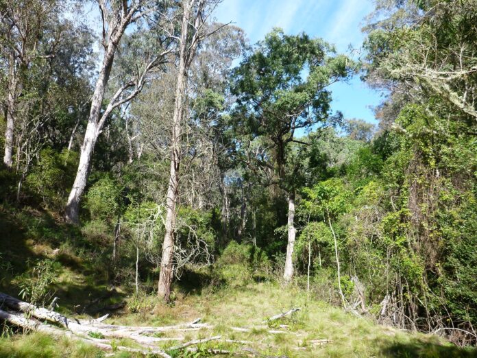 Funding to revive Lower Hunter Dry Rainforest | Newcastle Weekly