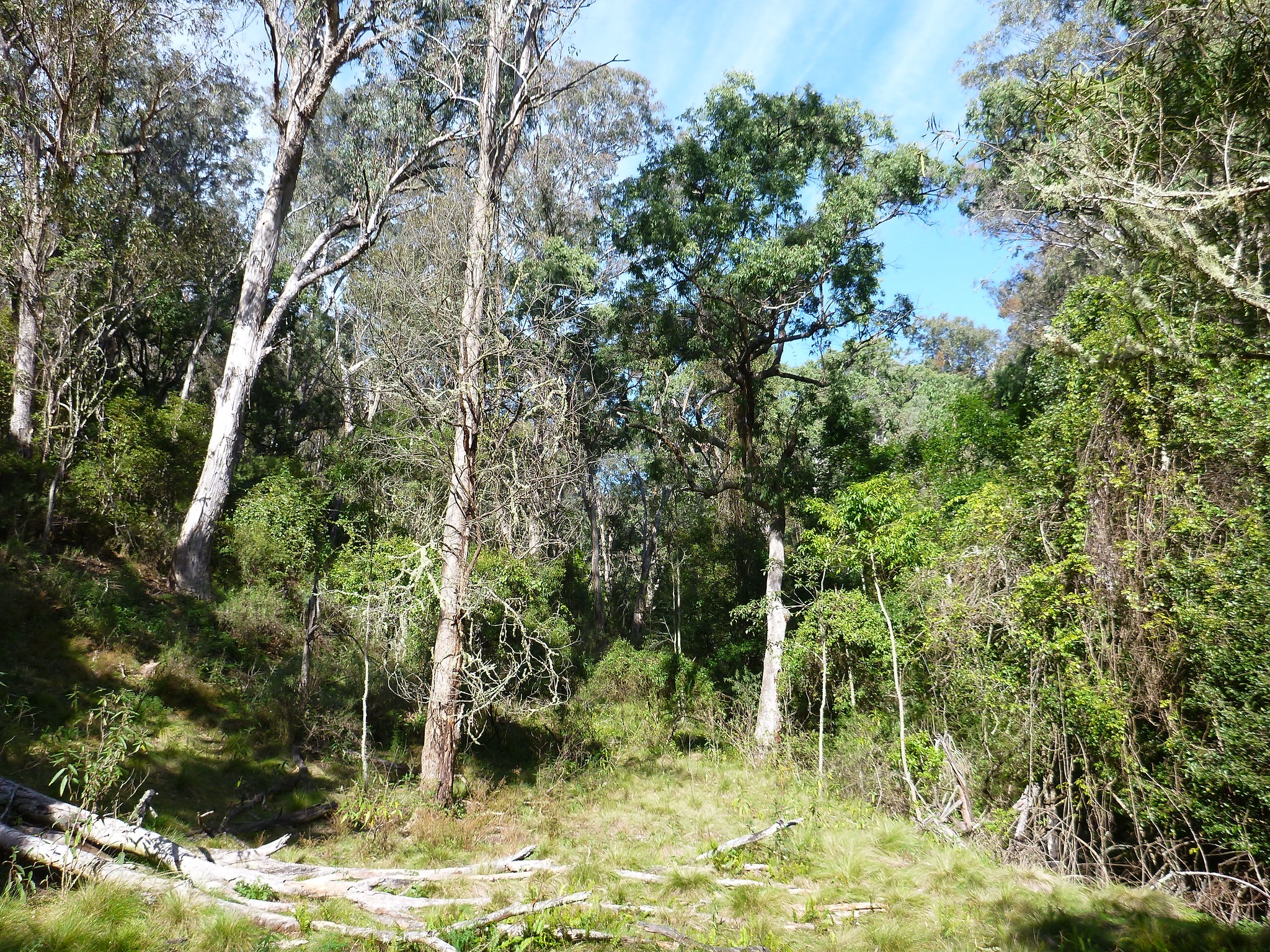 Funding to revive Lower Hunter Dry Rainforest | Newcastle Weekly