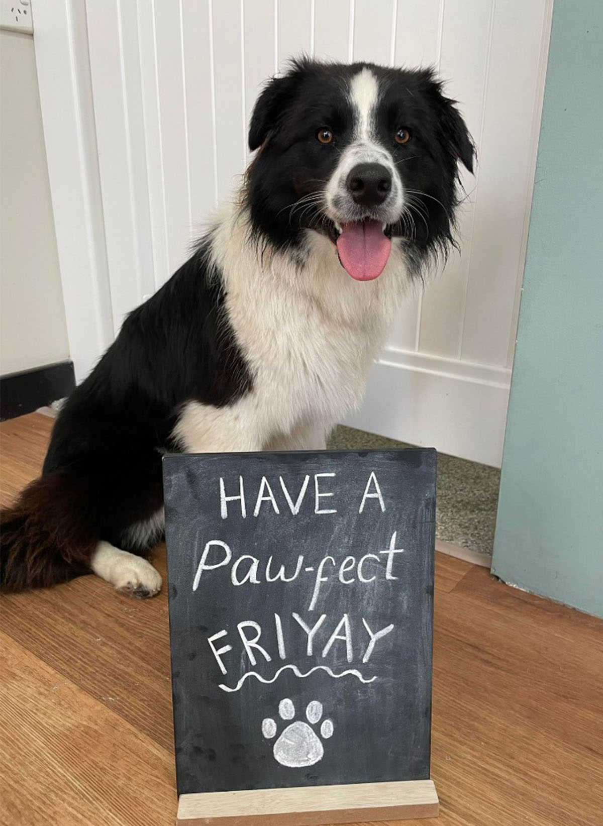 Pets of the month | Newcastle Weekly
