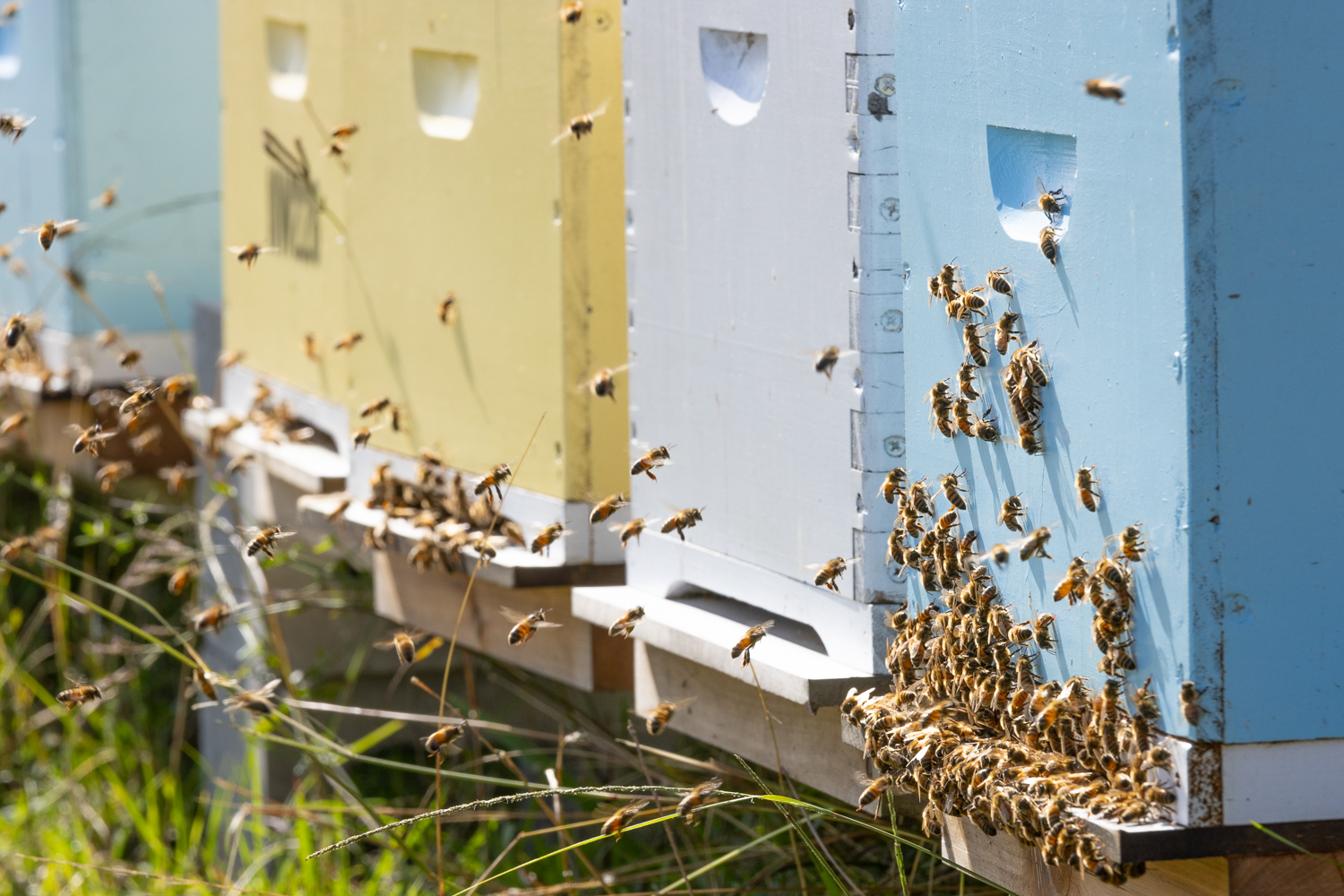 Locals buzzing about Hunter Honey | Newcastle Weekly