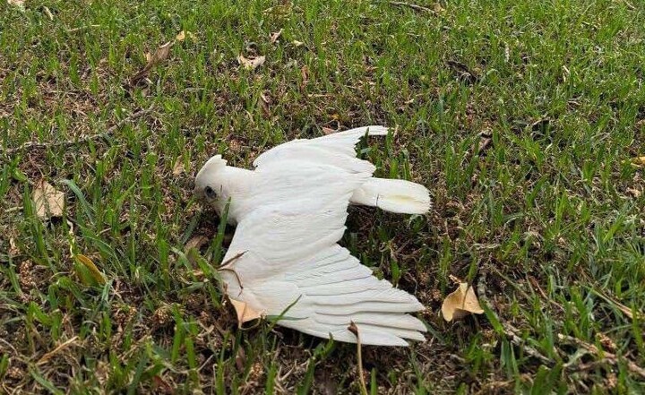 Nearly 100 birds dead after alleged mass poisoning in Carrington ...