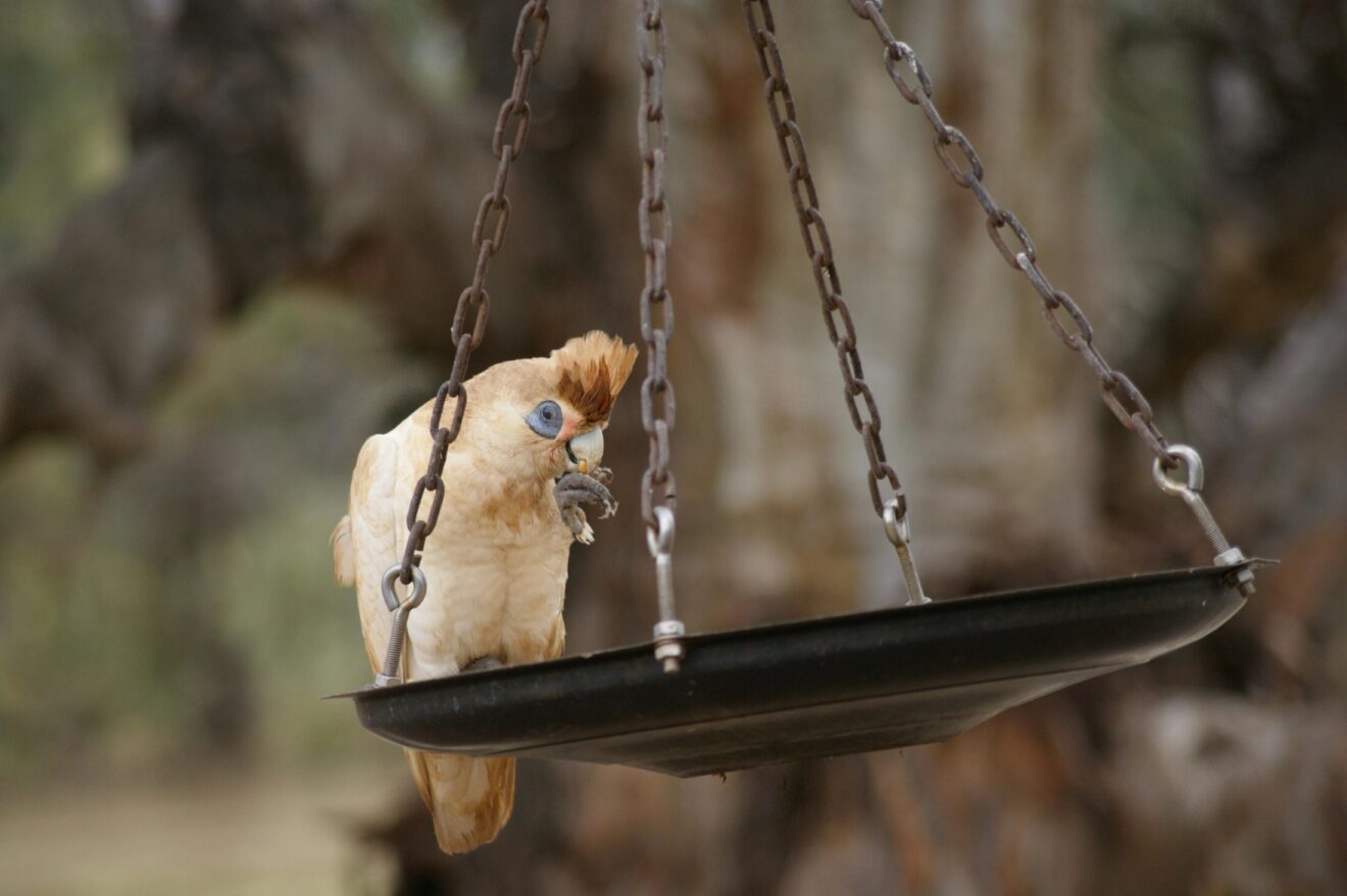 EPA launches investigation into suspected corella mass poisoning ...