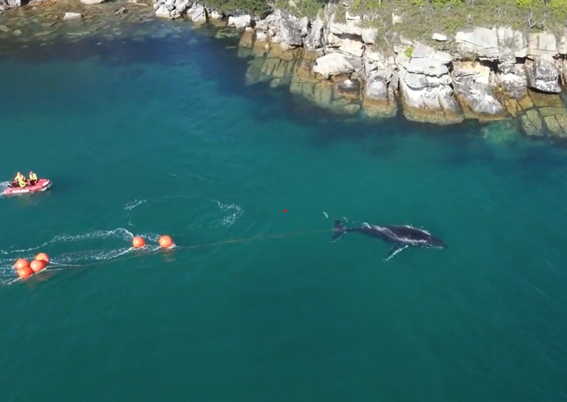 Unique whale disentanglement training takes place at Port Stephens ...