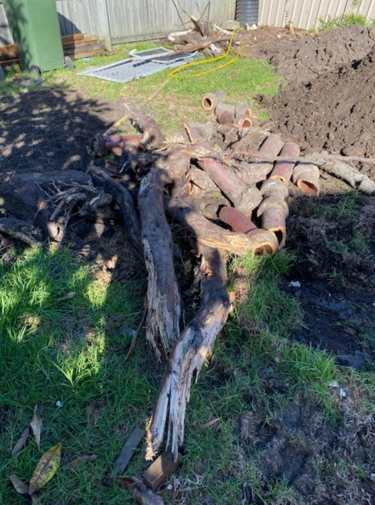 Mayfield residents battle for removal of 'destructive' trees ...