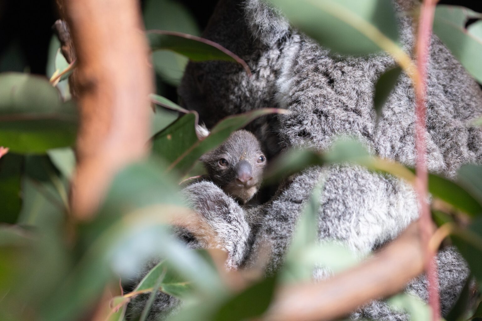 Season’s first koala joeys emerge from the pouch | Newcastle Weekly
