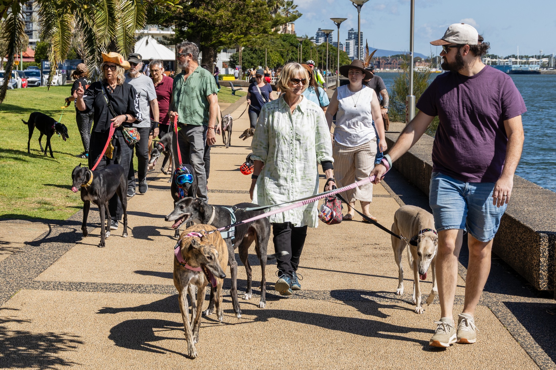 Concerns grow for Newcastle’s greyhound racing industry | Newcastle Weekly