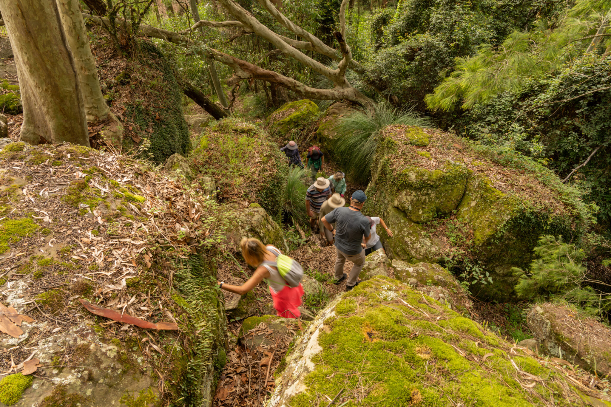 Newcastle Bushwalking Club celebrates an 80-year journey | Newcastle Weekly